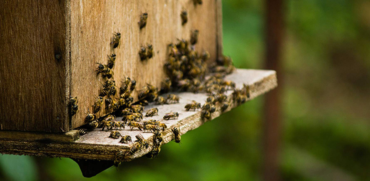 Der Bienenstock-Livestream | nearBees