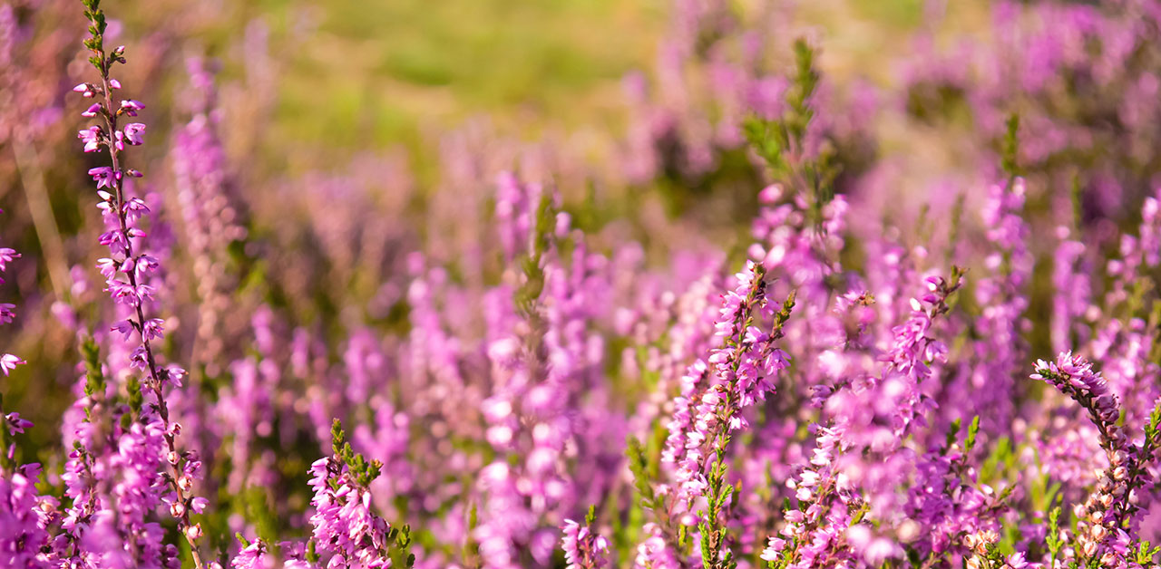 Heidehonig - entdecke den würzigen Geschmack der Heide Spezialität ...