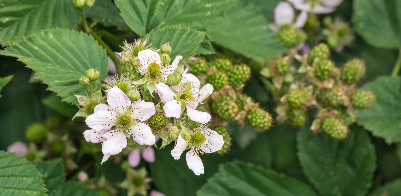Die Brombeere | nearBees