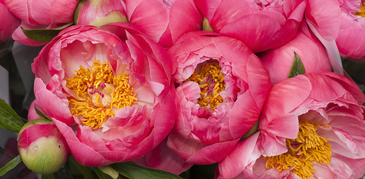 Die Pfingstrose | nearBees