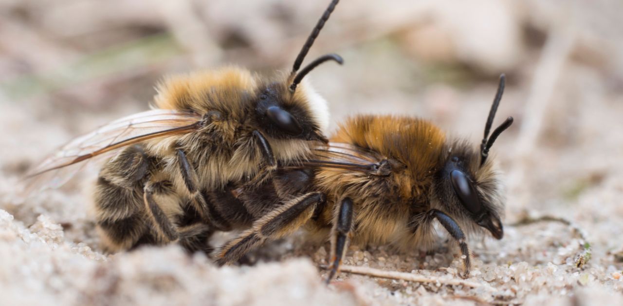 Bärtige Sandbiene | nearBees