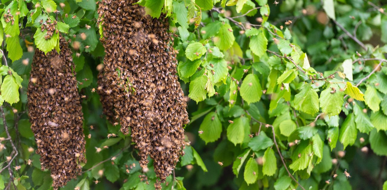 Was tun, wenn Du einen Bienenschwarm siehst | nearBees
