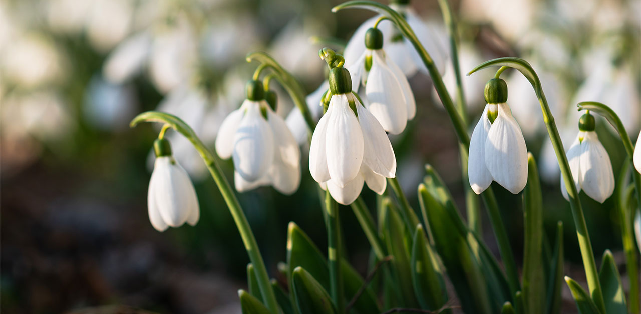 Das Schneeglöckchen | nearBees