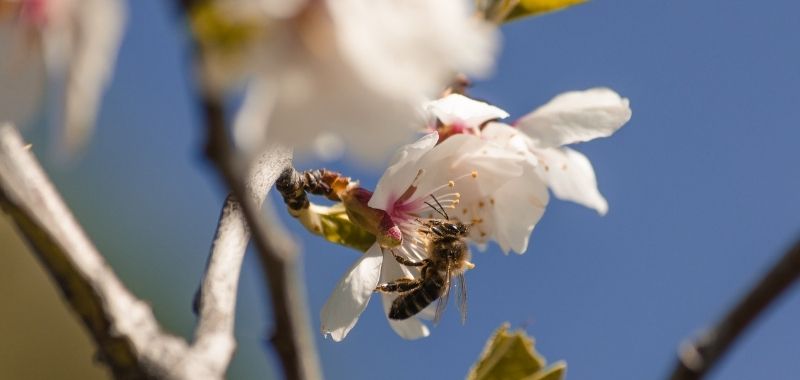 Bestäubungsimkerei in den USA | nearBees