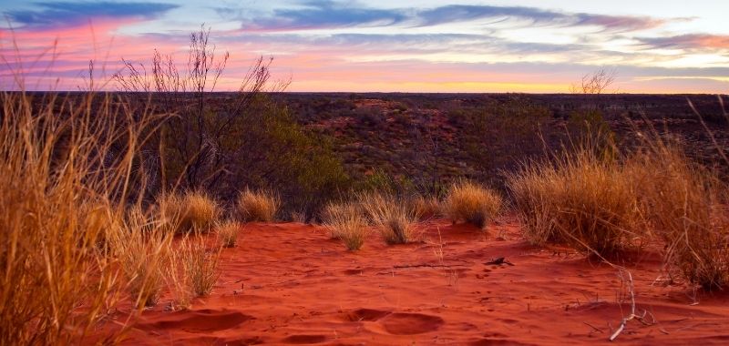 Die Honigtopfameise in Australien | nearBees